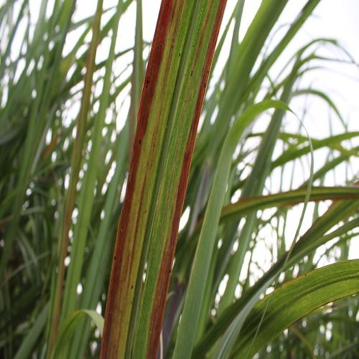 Leaf Segmentation Instance Segmentation Model By Dhfhhgfhgf