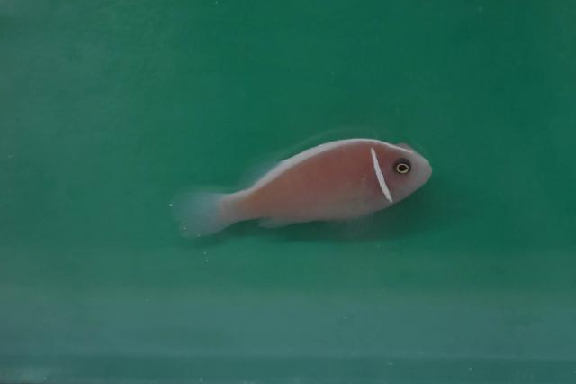 fish-size-detection Object Detection Dataset by Toba Digital Inovasi