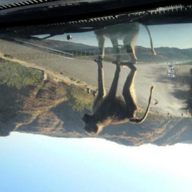 How to Use the Classificationbee,cat,dog,monkey Object Detection API