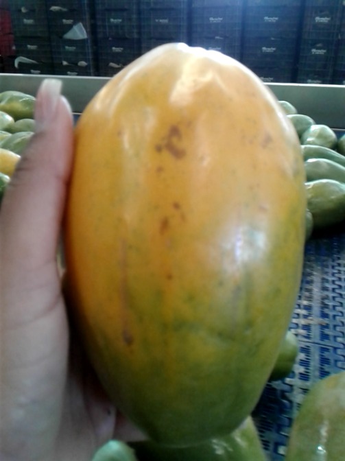 yolov7-papaya-disease-detection Object Detection Dataset by pedrolyra