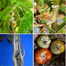 bacterial stem Object Detection Dataset by college