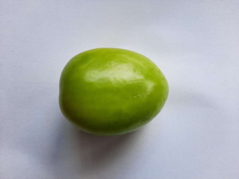 Tomato Ripeness Object Detection Dataset And Pre Trained Model By Putri