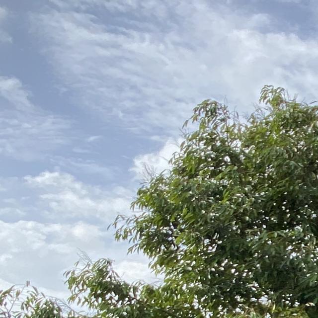 Durian Tree Object Detection Dataset And Pre Trained Model By Kmitl