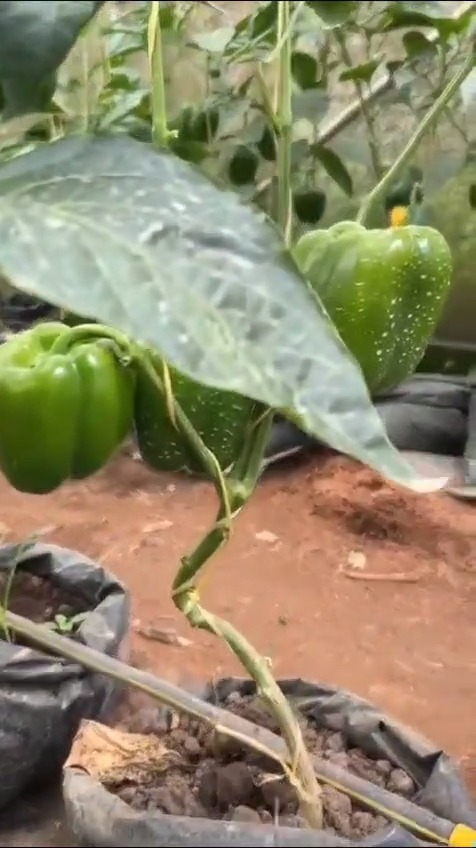 bell pepper classification Object Detection Dataset and Pre-Trained Model by Nadun