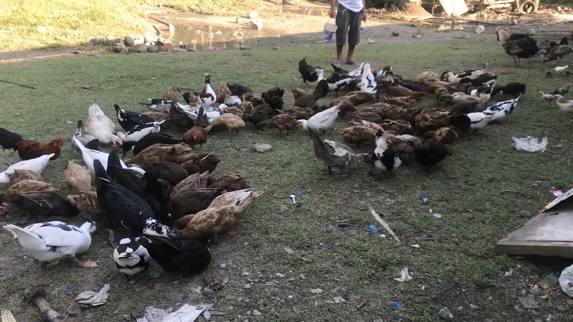 Duck Detection And Counting Object Detection Dataset And Pre Trained