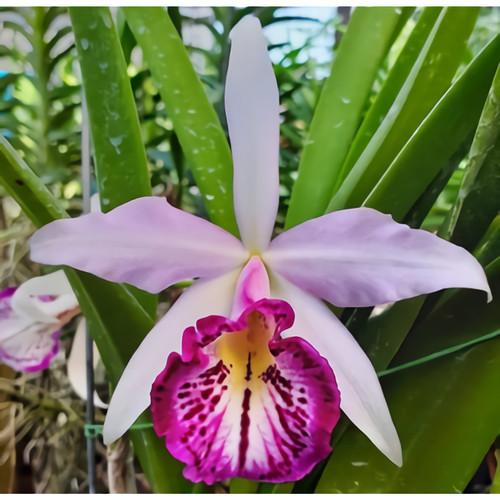 Cattleya Classification Dataset by Bagas