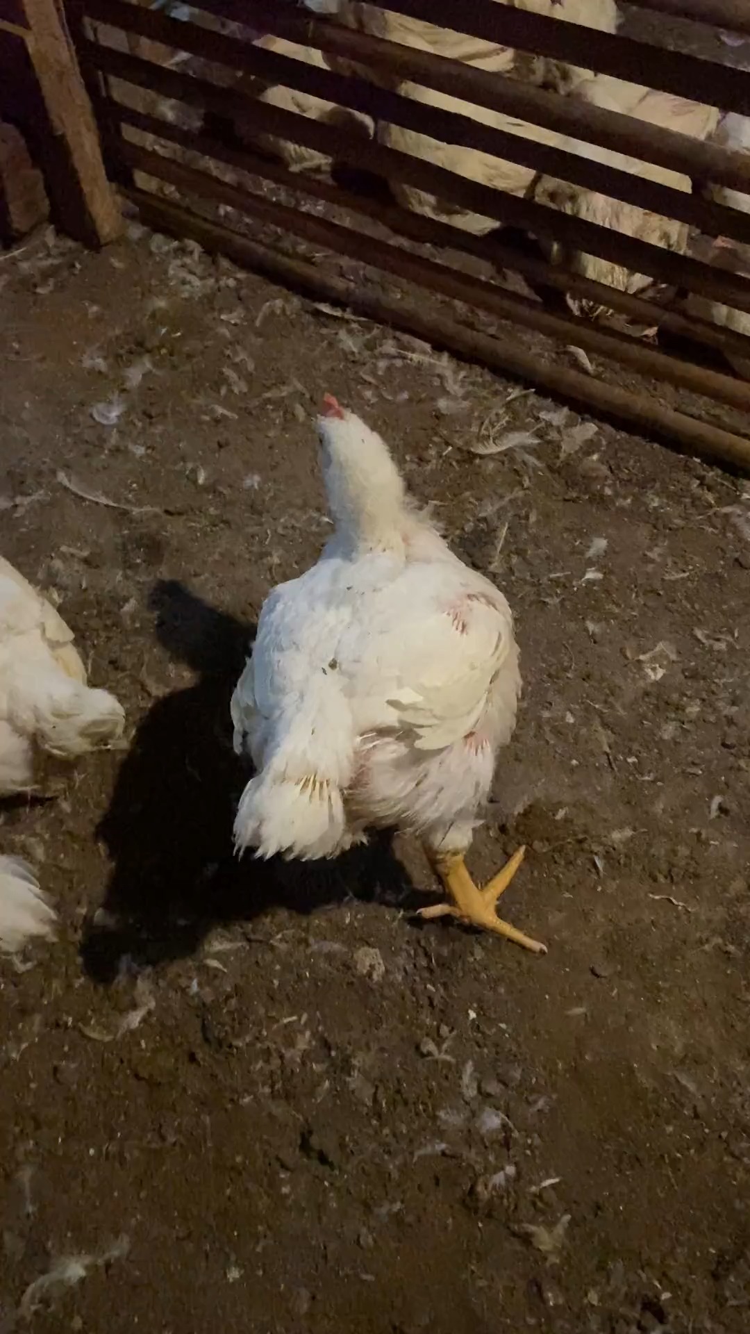 Chicken Health Detection Object Detection Dataset And Pre Trained Model