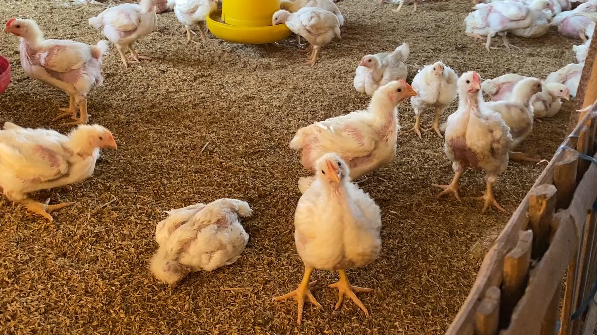 Chicken Health Detection2 Object Detection Dataset And Pre Trained