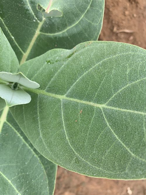 Plant identification Instance Segmentation Dataset by capstone project