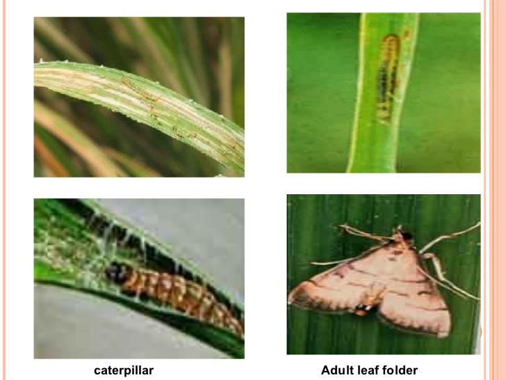 Pest Detection Object Detection Dataset And Pre Trained Model By Pest