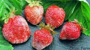 Strawberry Object Detection Dataset by Strawberry