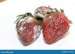 Rotten Strawberries Object Detection Dataset by Strawberry