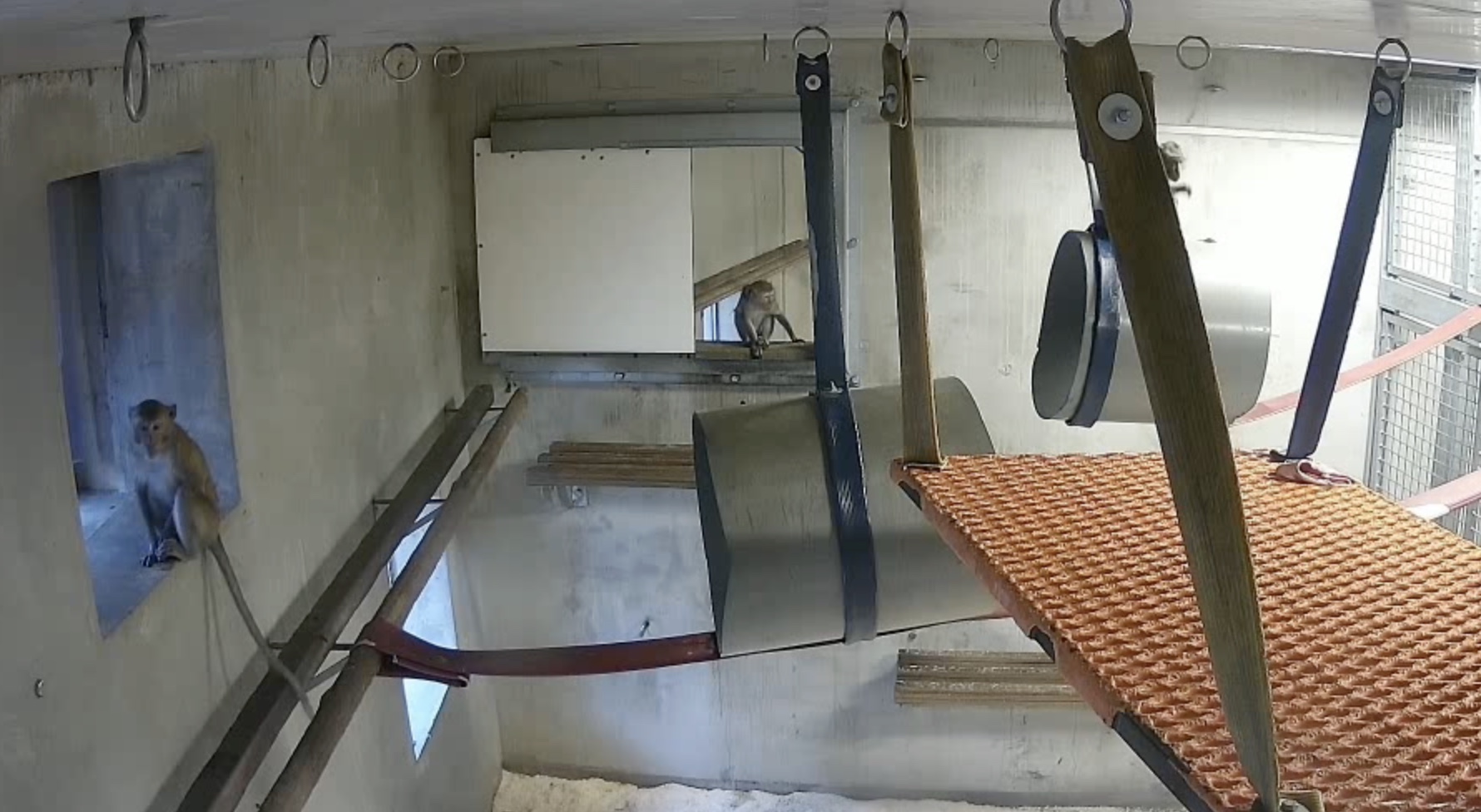 How to Use the Macaques Instance Segmentation API