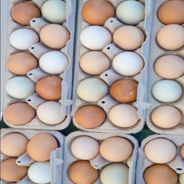 Egg Dataset Object Detection Dataset And Pre Trained Model By Goseeri