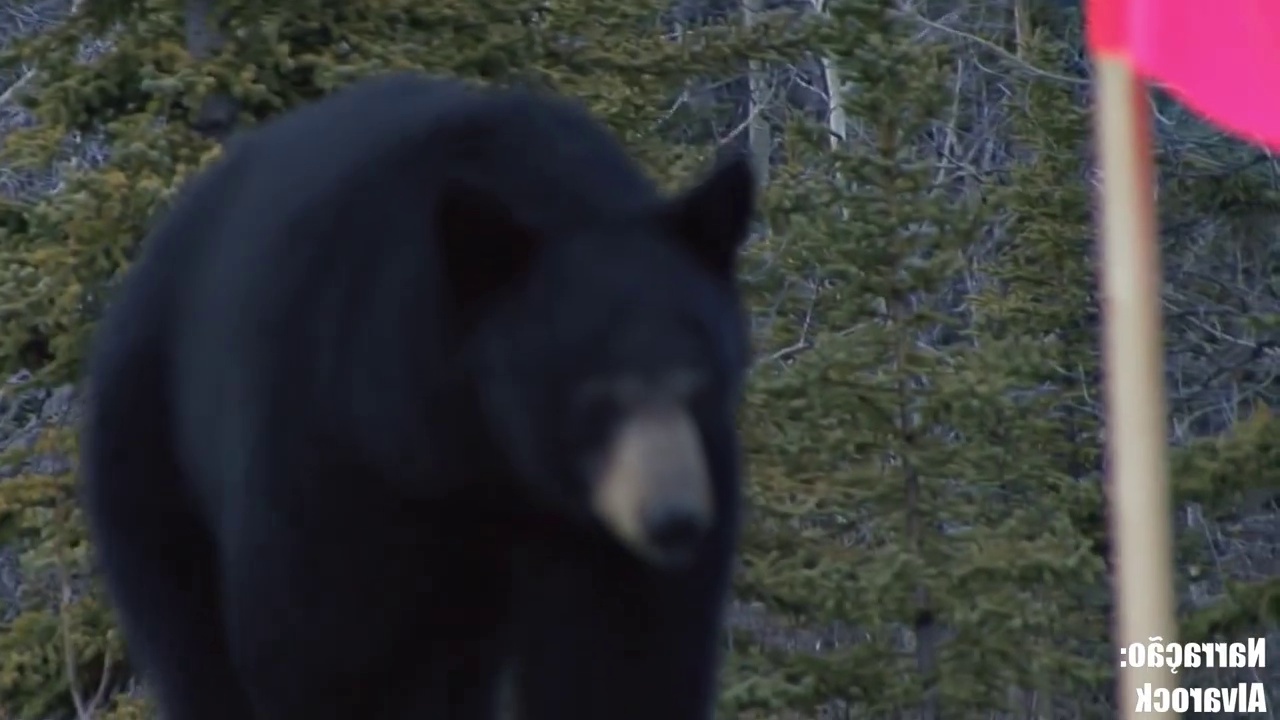 detector de urso Object Detection Dataset by bears