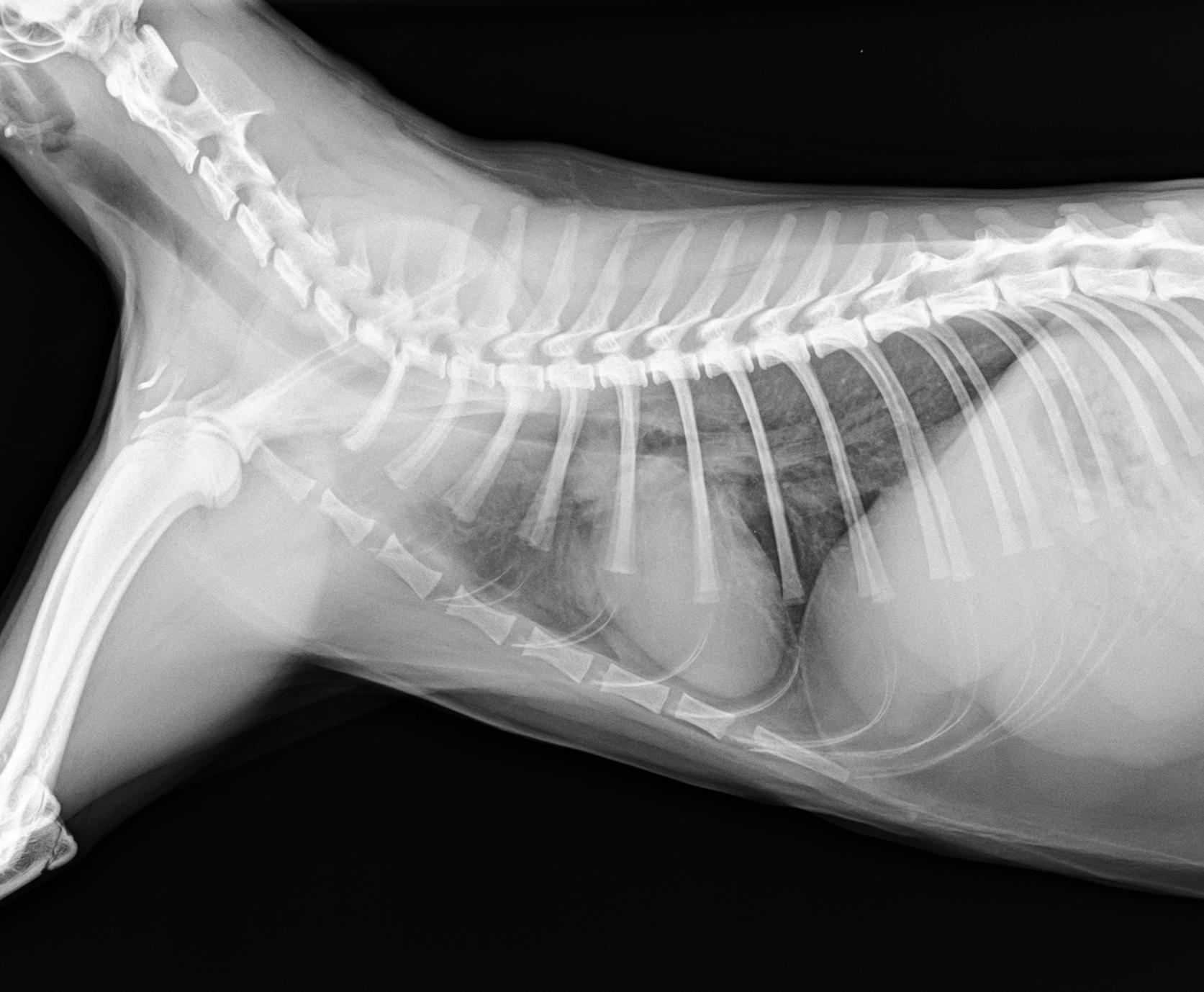 white Instance Segmentation Model by White