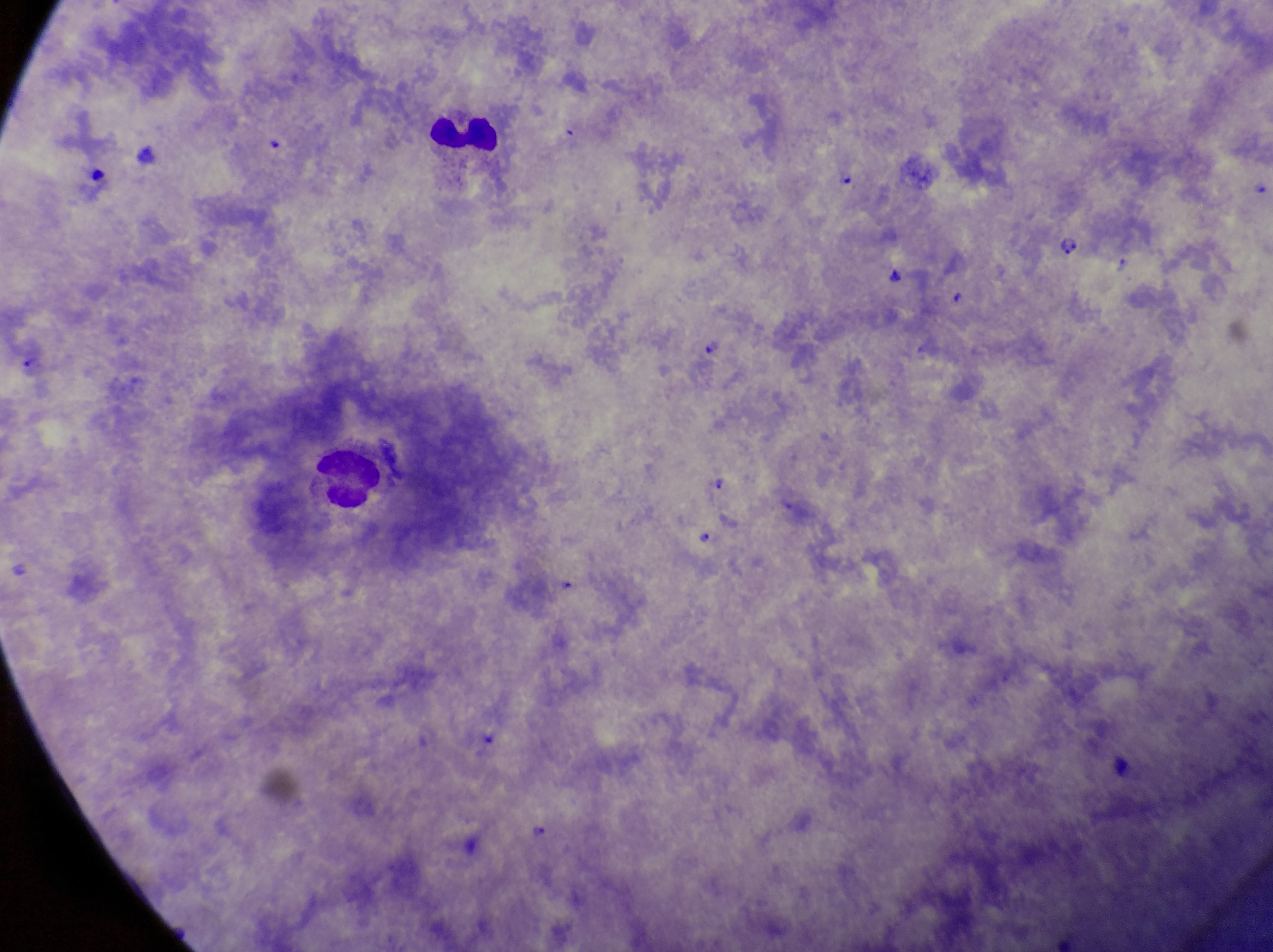 Final Object Detection Model by intern