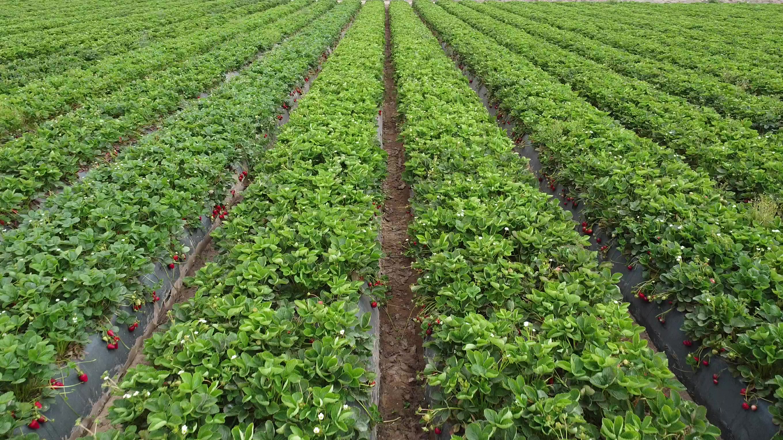 Farm Instance Segmentation Dataset By Segmentation Using Yolo