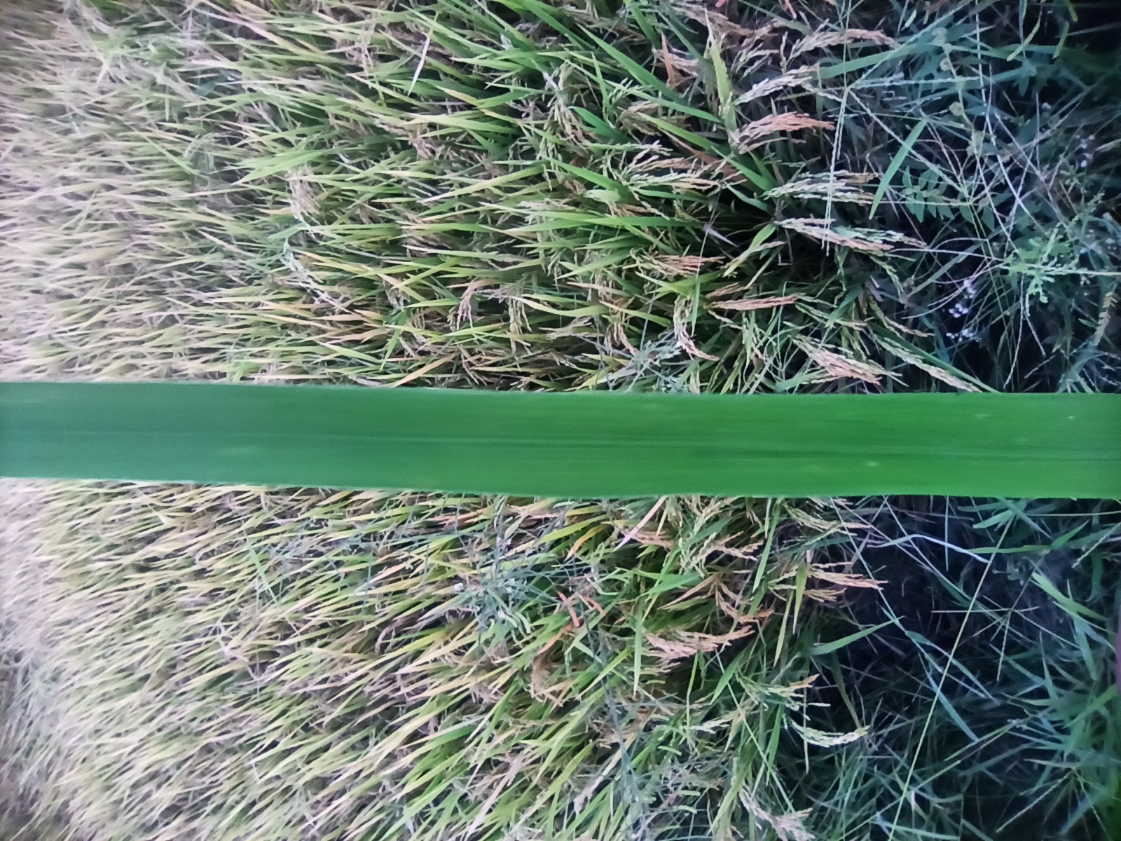 BSECE - Roboflow Universe