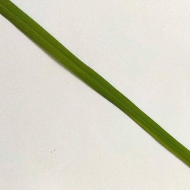 Rice Disease And Nutrient Deficiency Object Detection Dataset And Pre