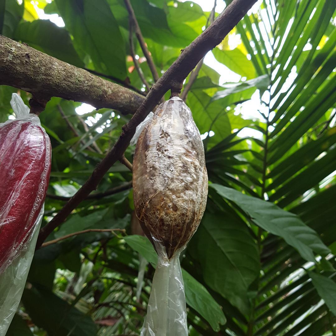 CLASSIFY CACAO DISEASES Object Detection Dataset and Pre-Trained Model by group 1 robotics