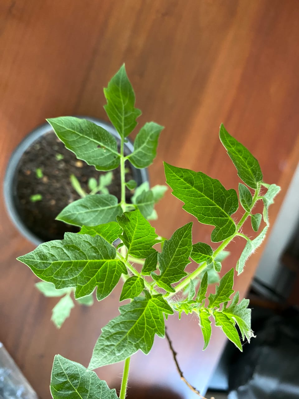 sakun - Roboflow Universe