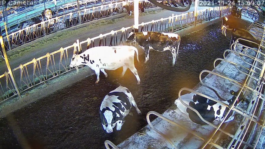 cow4 Object Detection Dataset by ss