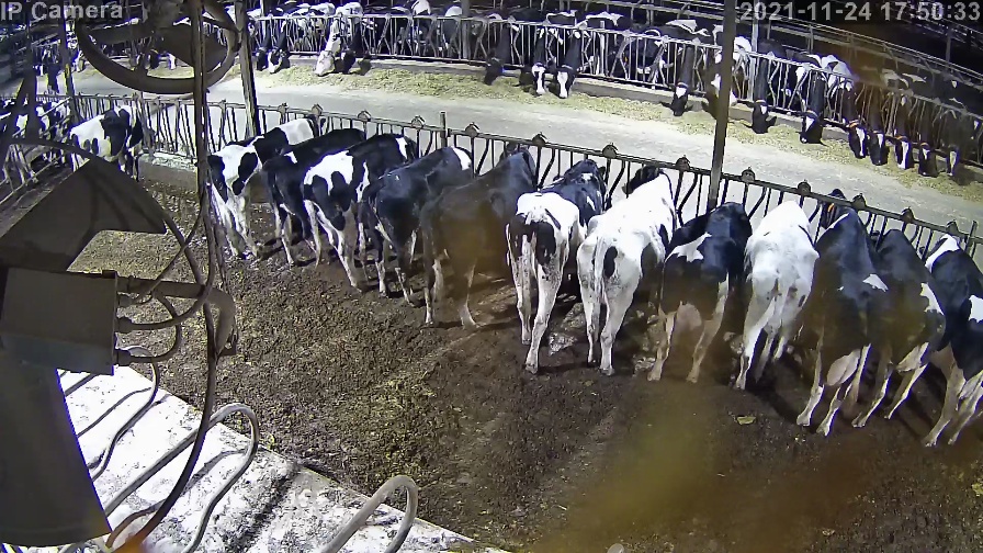 cow Object Detection Dataset and Pre-Trained Model by ss