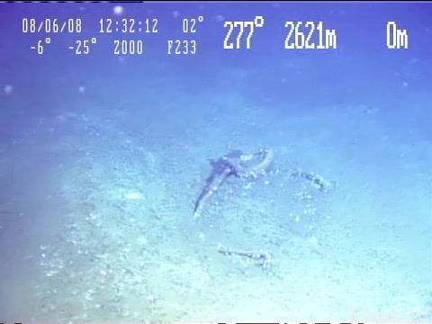 Underwater trash segmentation Instance Segmentation Dataset by Underwater trash detection workspace