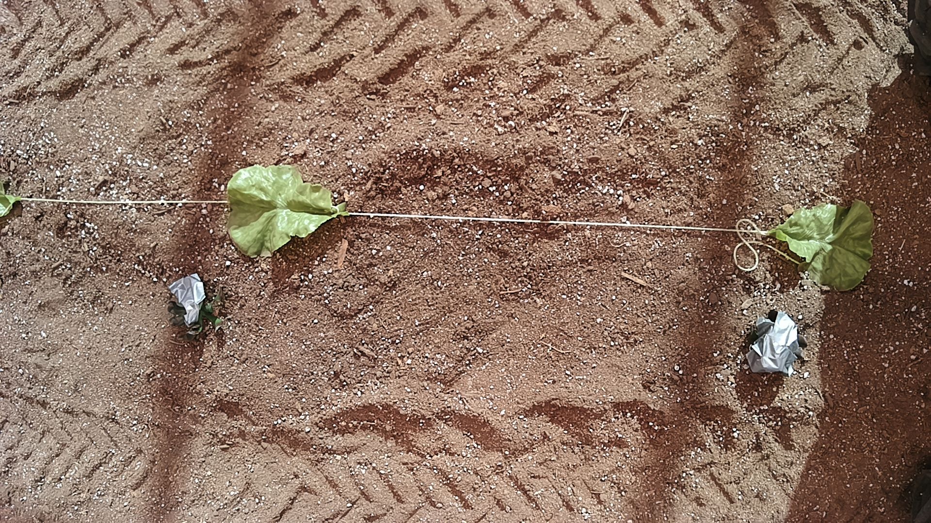 Greenhouse Data Object Detection Model By Amigaws