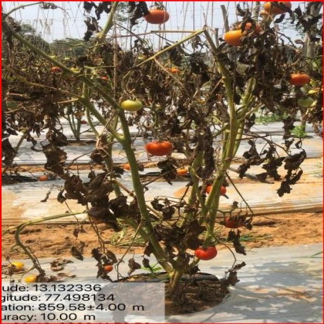 tomato Fruit Detection Object Detection Dataset by Tomato