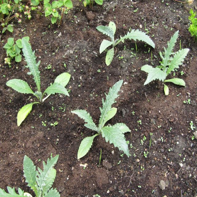 Herbal Plant Recognition Object Detection Dataset And Pre Trained Model