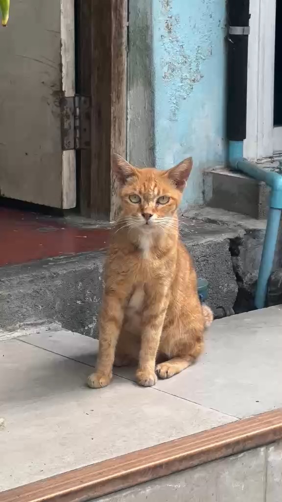 CAT Annotation - Roboflow Universe