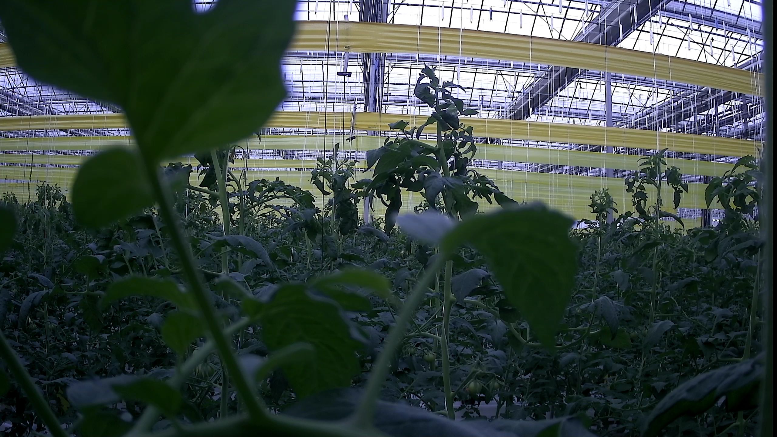 tomatodetect Instance Segmentation Dataset by highspeed Lab