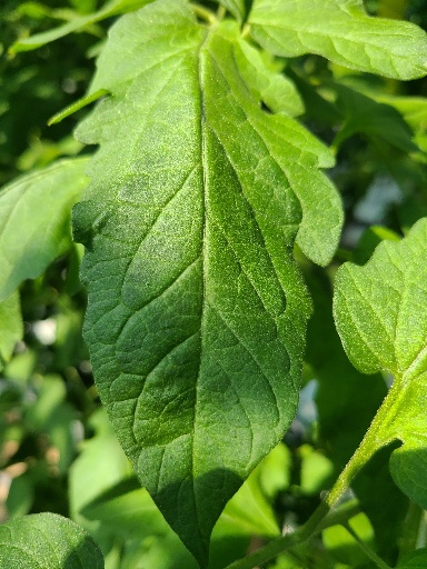 tomato Classification Model by highspeed Lab