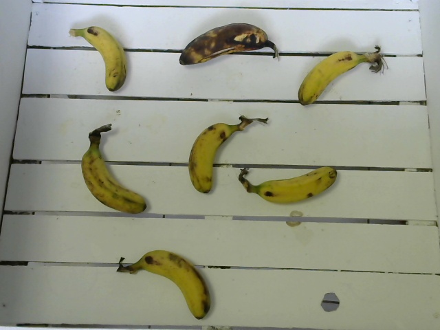 Banana Quality Detection Object Detection Dataset By Eggsorter