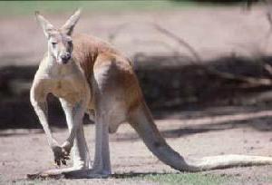 kangaroo Classification Dataset by Roo