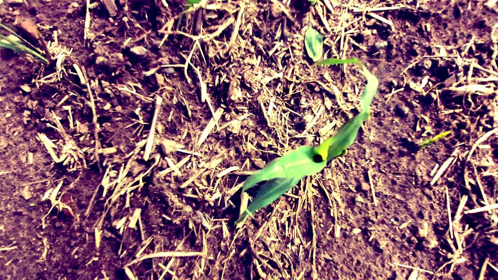 Weed Yolov5 Object Detection Model V8 Weed Yolo By Israel Gaytán Campos