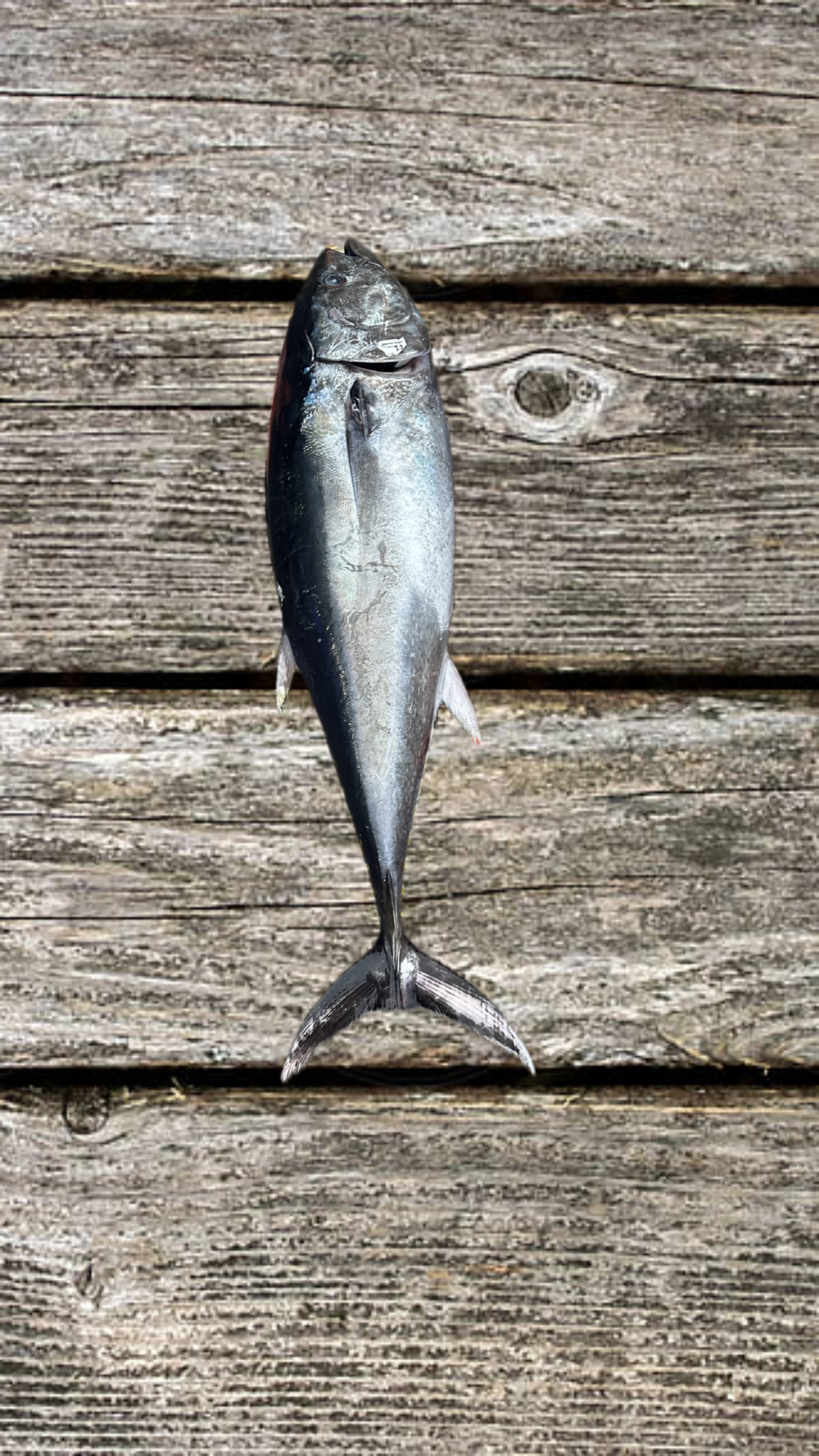 Blue Fin Fish Photos 6/14/24 Object Detection Model by Fishy