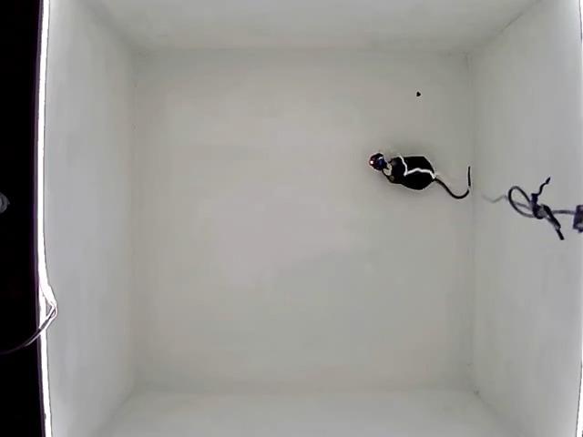 18attMLRR_OF_9x augmentation Instance Segmentation Dataset by Albert Miniscope