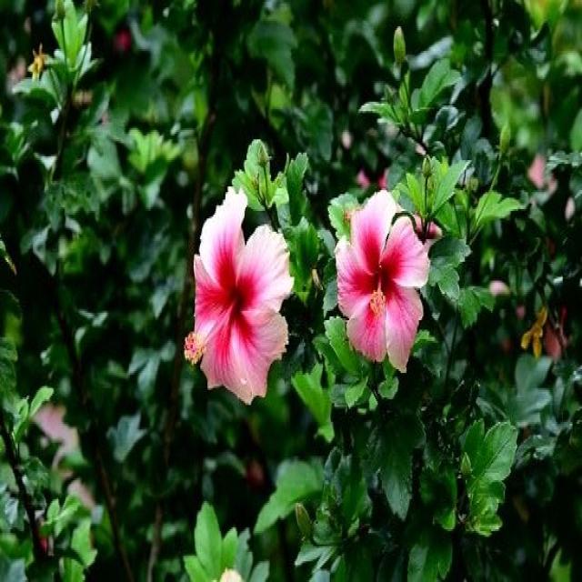 Misala App Classification Dataset and Pre-Trained Model by cynthianekesa