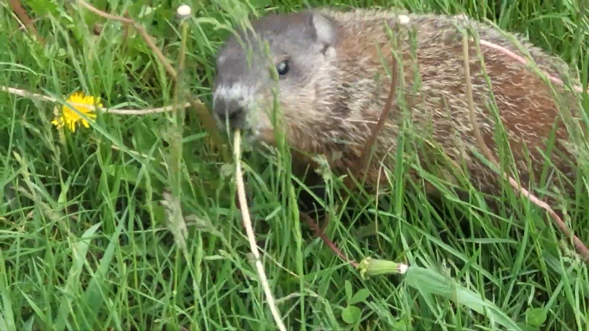 groundhog Object Detection Dataset by groundhog