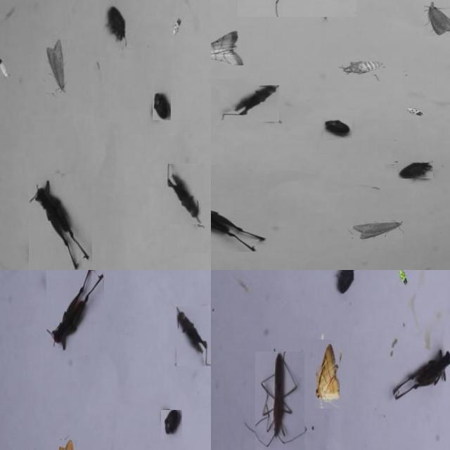 Rice Pests Object Detection Dataset By Anna Marie Alvarez