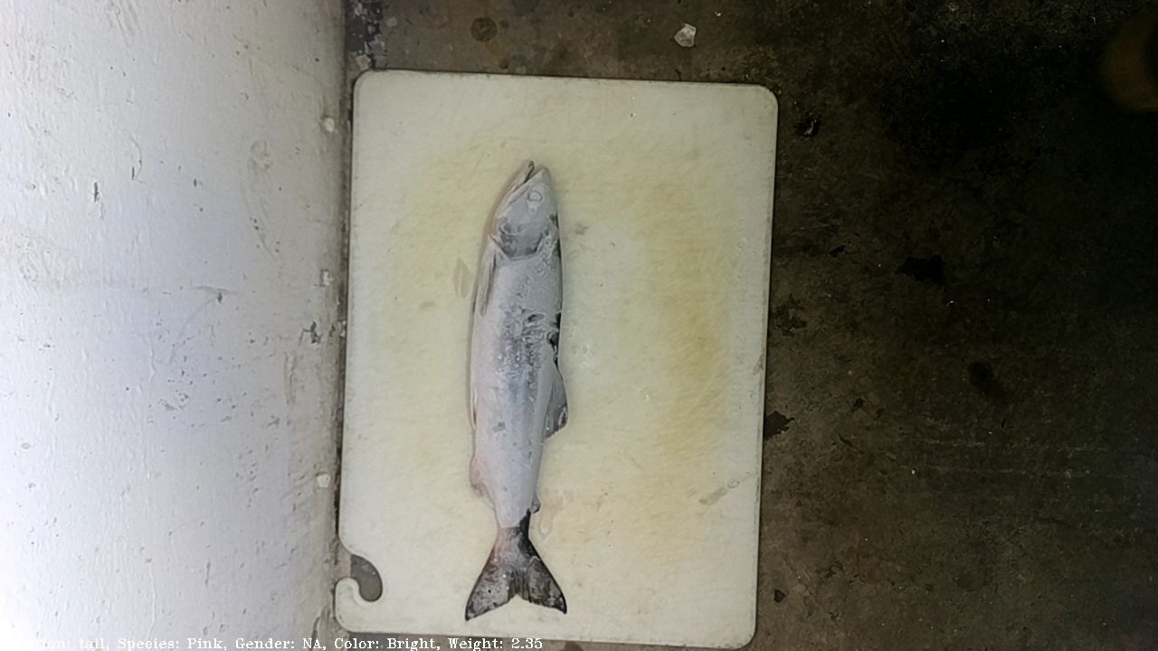 fish-preprocessing Object Detection Dataset and Pre-Trained Model by Justins Workspace