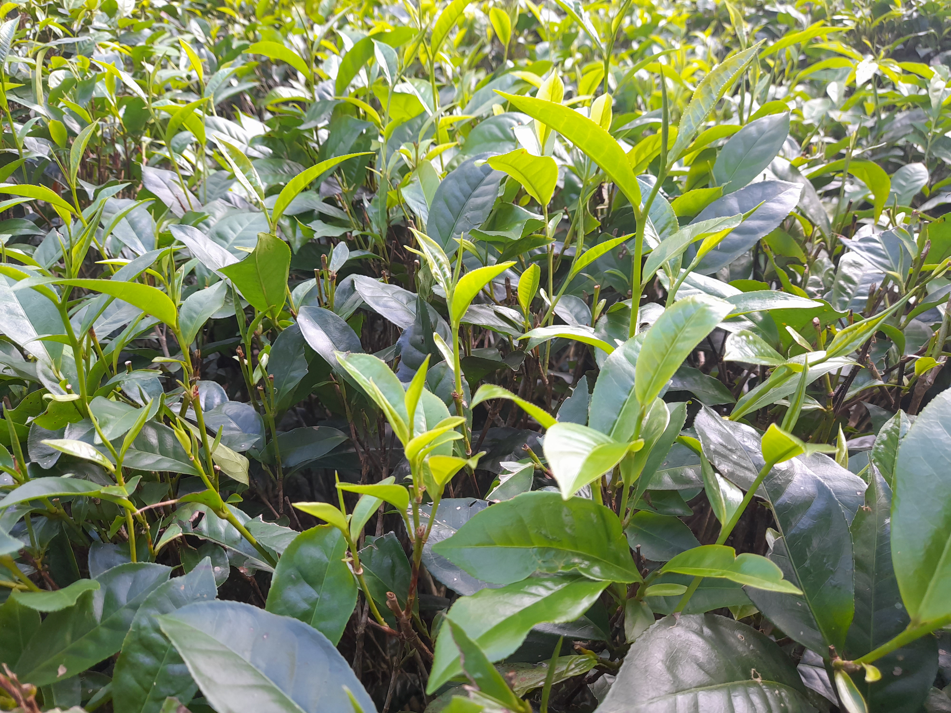 tea shoot detection ii Instance Segmentation Model by tea harvesting