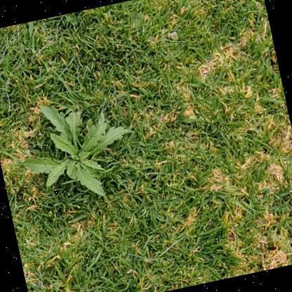 Weed Stems - Roboflow Universe
