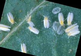 pests Object Detection Dataset and Pre-Trained Model by digitalws