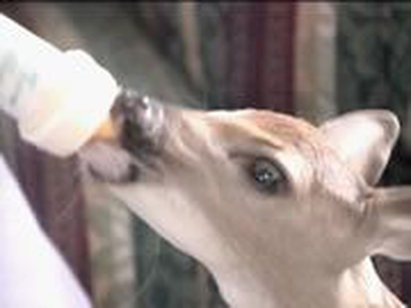 Gss Deer Detection Object Detection Dataset And Pre Trained Model By