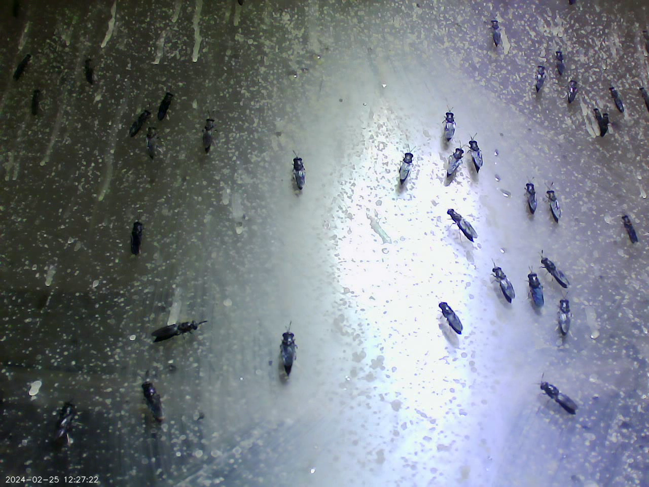 Mating Event Detection Object Detection Dataset V1 2024 07 21 7 34am