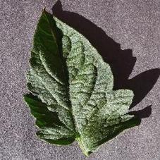 100_leaf Instance Segmentation Dataset by tomatoleaf